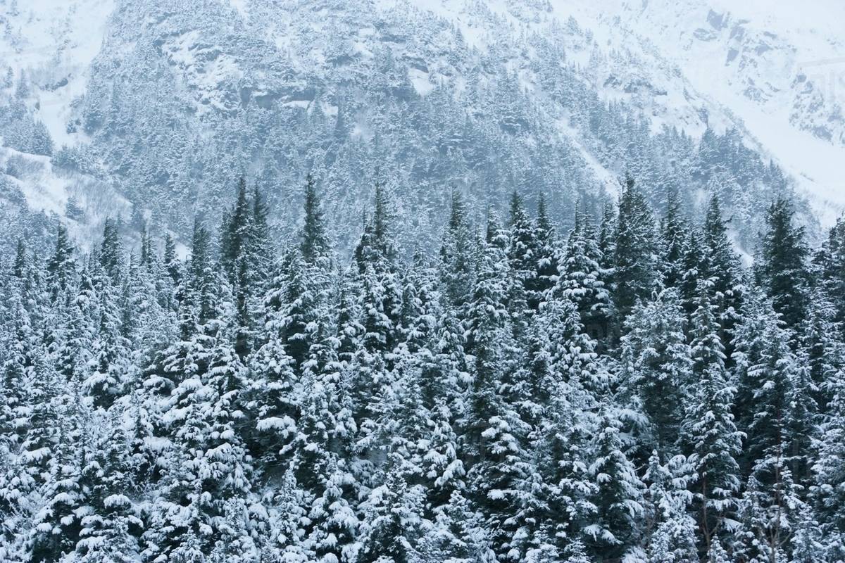 Conifer Forest Shrouded In Snow And Fog With Mountain Backdrop, Along ...