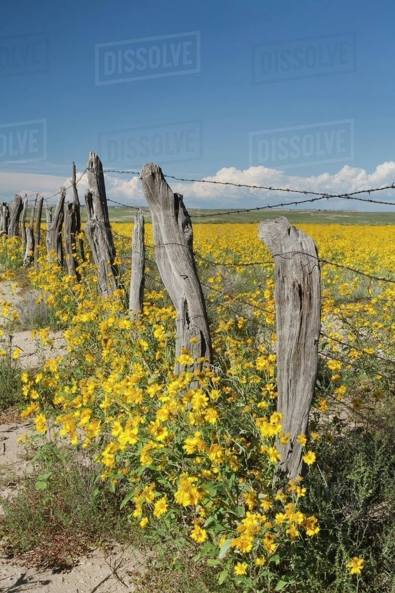 Barb Wire Western Landscaping Ideas 34 Old Barbed Wire Fences Ideas