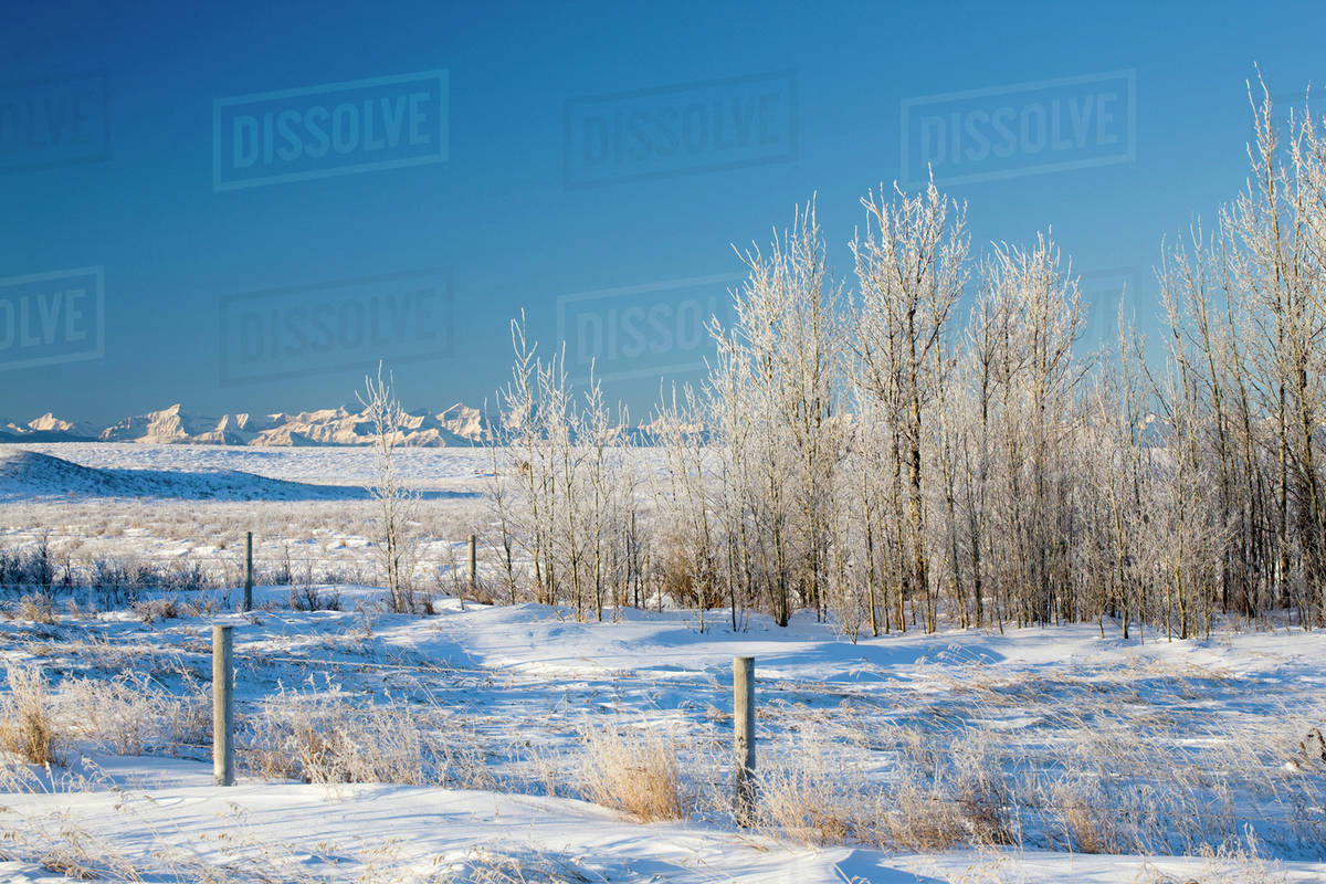 Frost-Covered Trees In Snowy Field; Cochrane, Alberta, Canada - Royalty ...