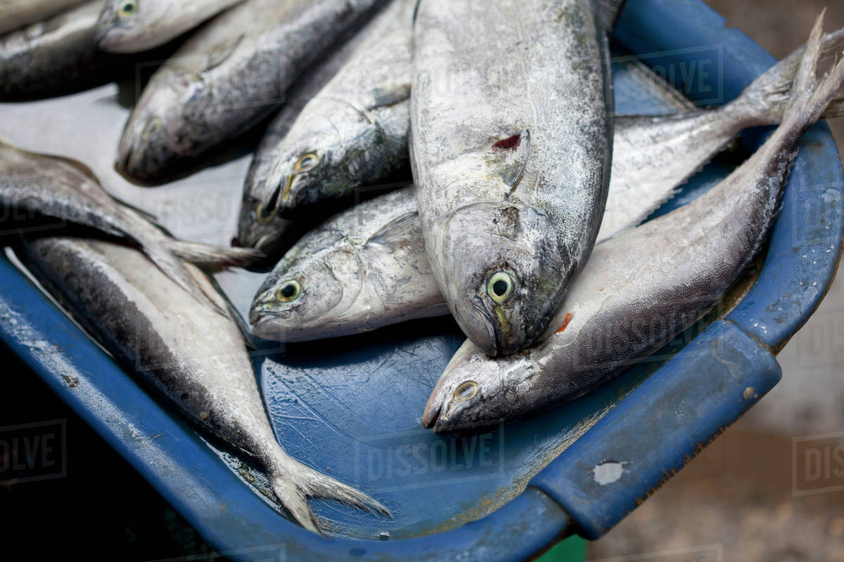 Fresh Fish At Market; Bais, Negros Island, Philippines - Royalty-free ...