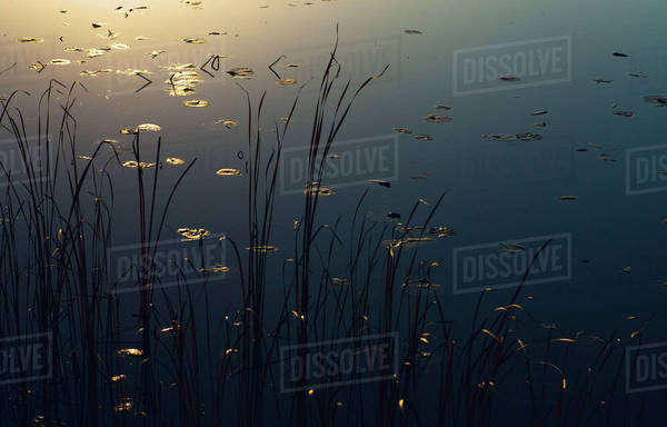 Reeds Along A Lake During Sunrise In Lebanon Hills Regional Park In ...