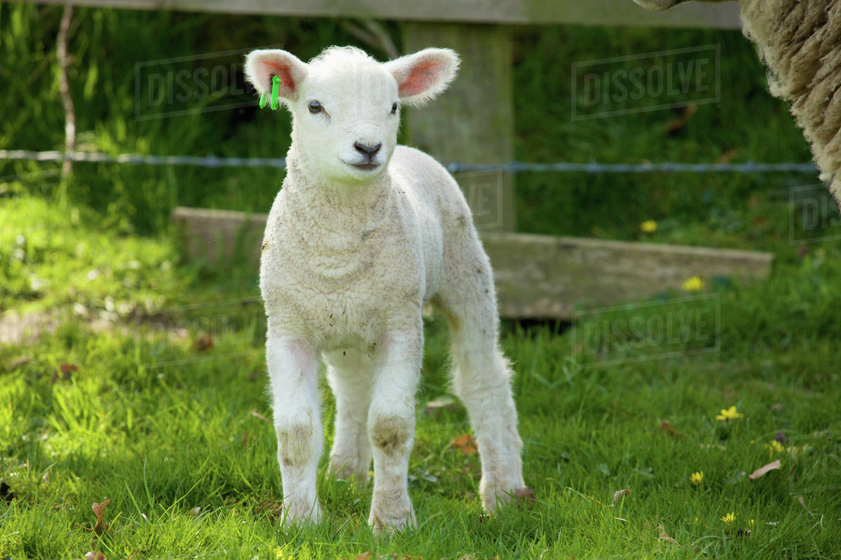 A Lamb; Dublin Ireland - Royalty-free Stock Photo | Dissolve