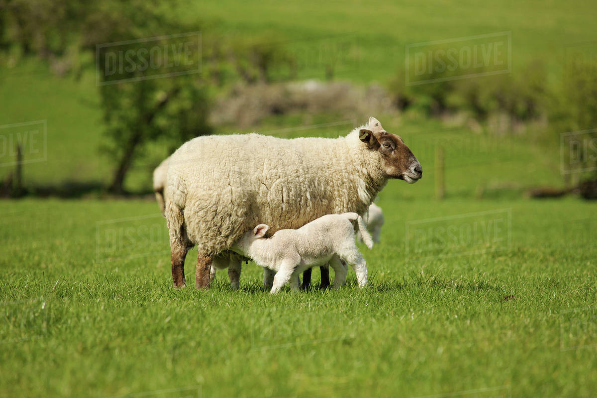 Lamb Nursing From Mother Sheep; Dublin County, Dublin, Ireland ...