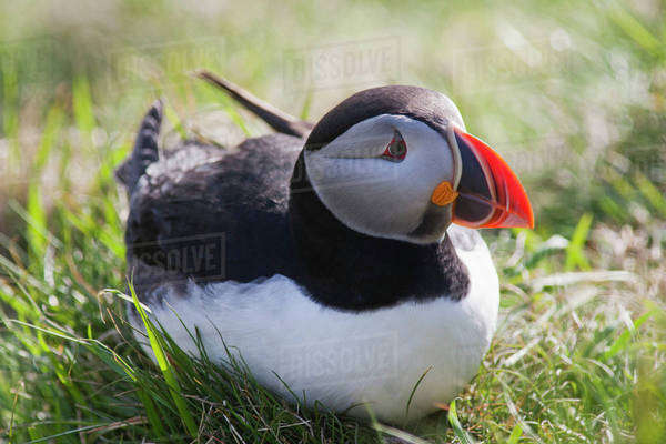 A Puffin Sitting On The Grass; Shetland, Scotland - Royalty-free Stock ...