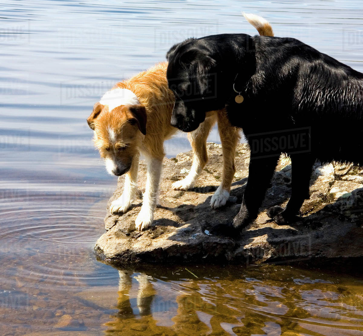Two Dogs Looking Down At Their Reflections In The Water In Angle Tarn ...