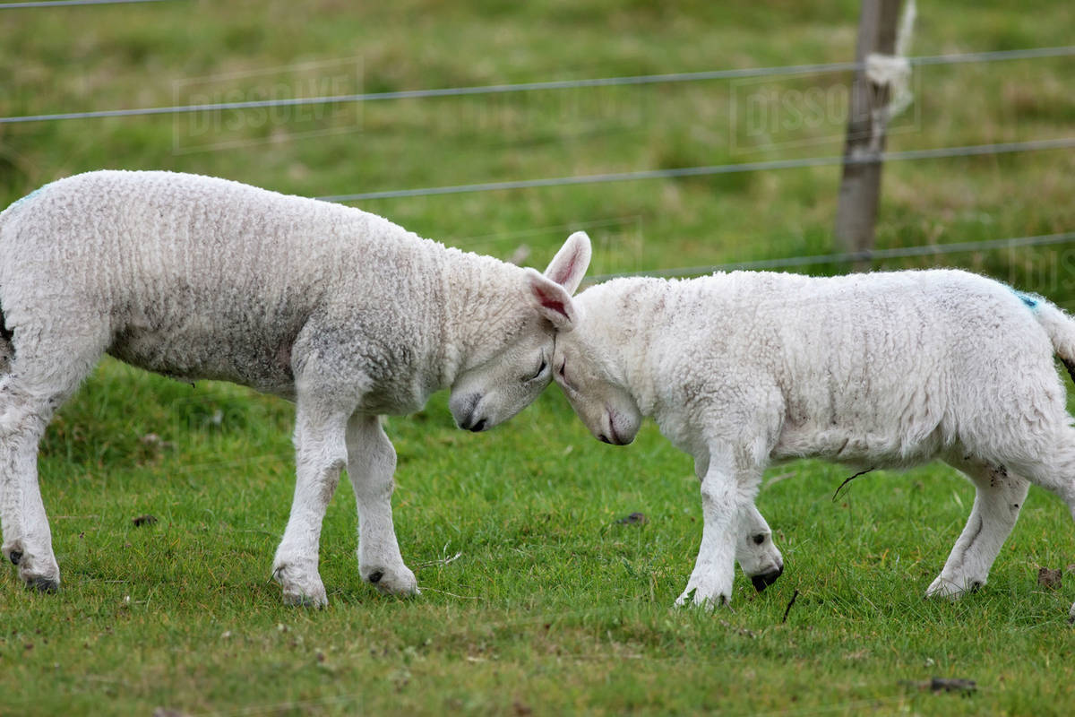 Two Sheep Go Head To Head; Northumberland, England - Royalty-free Stock ...