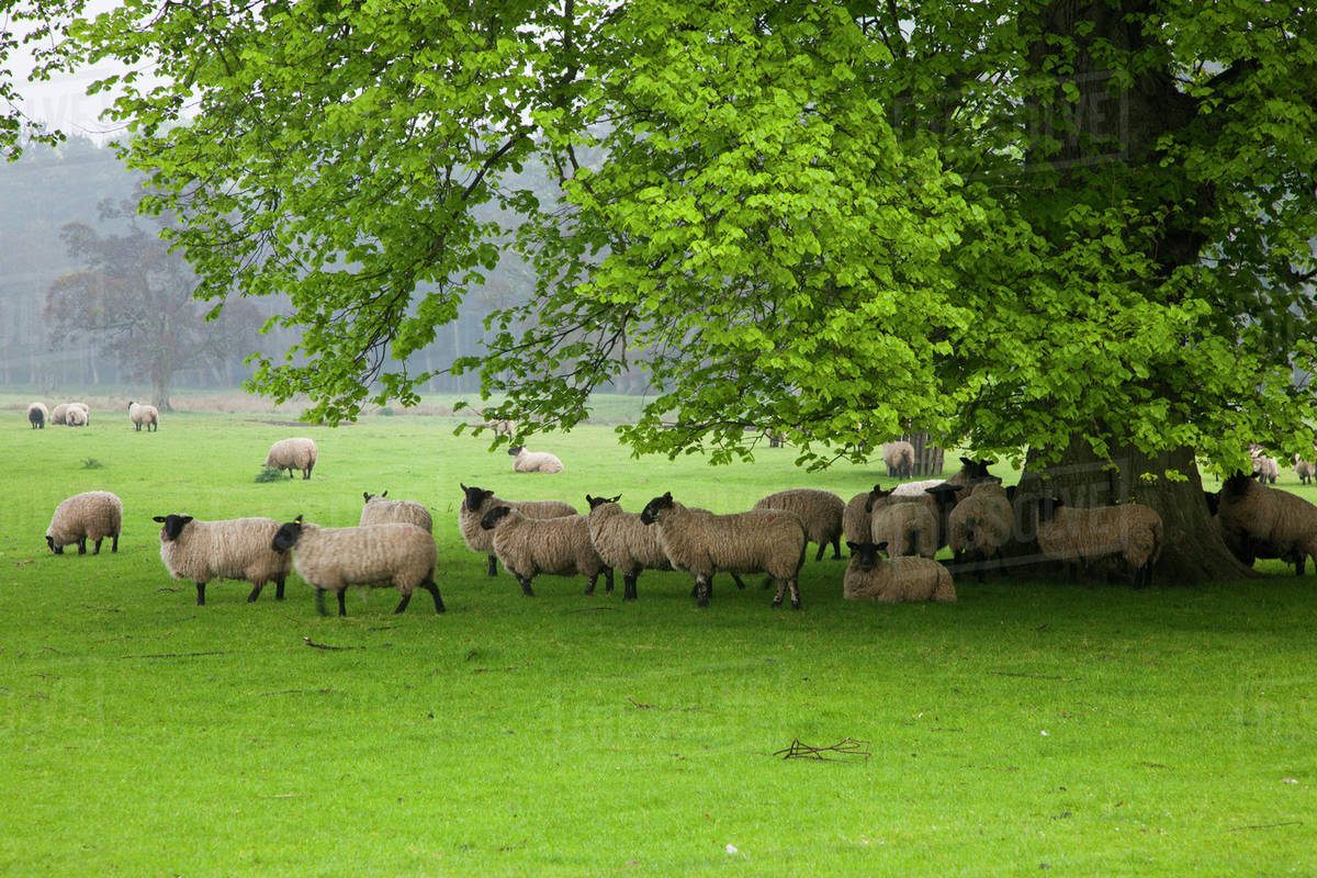 Sheep Grazing On The Grass Under The Shade Of A Tree; Northumberland ...