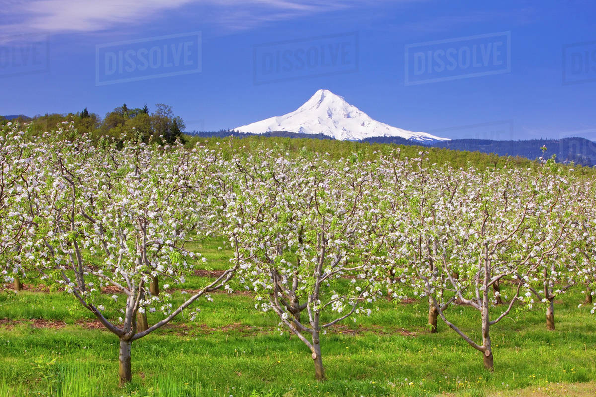 Mount Hood And Spring Blossoms In A Fruit Orchard In Hood River Valley ...