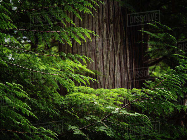 Light Falling On Branches Of A Cedar Forest In Glacier National Park ...