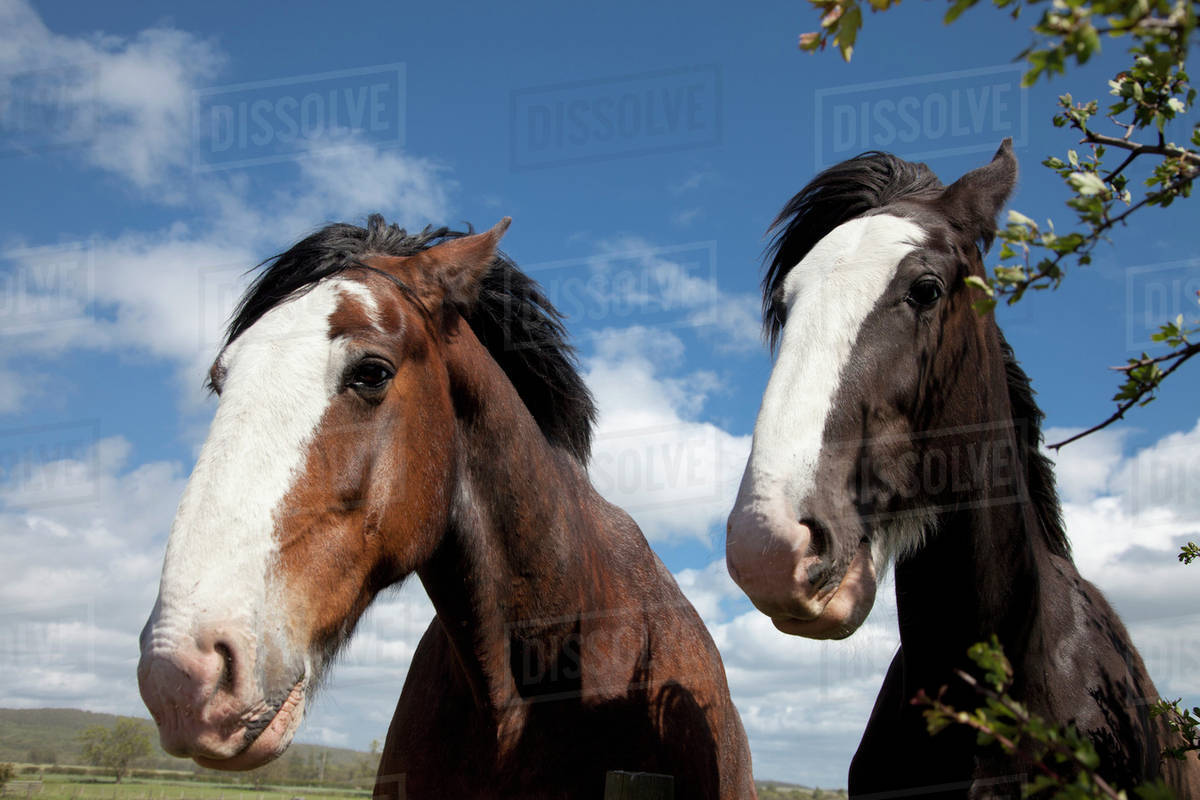 Two Clydesdale Horses Standing Side By Side In A Field; Northumberland ...