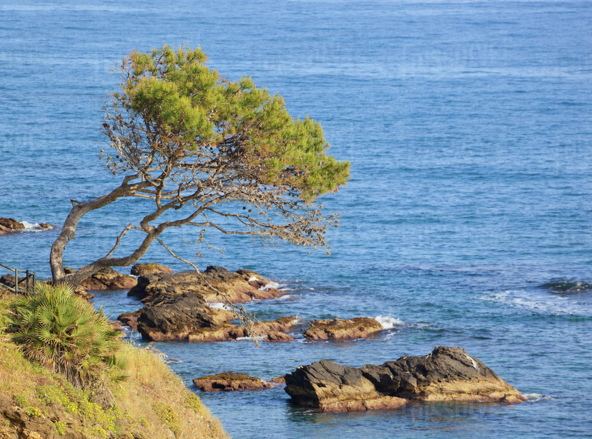 Stunted pine tree clinging to cliff edge over sea;Malaga province spain ...