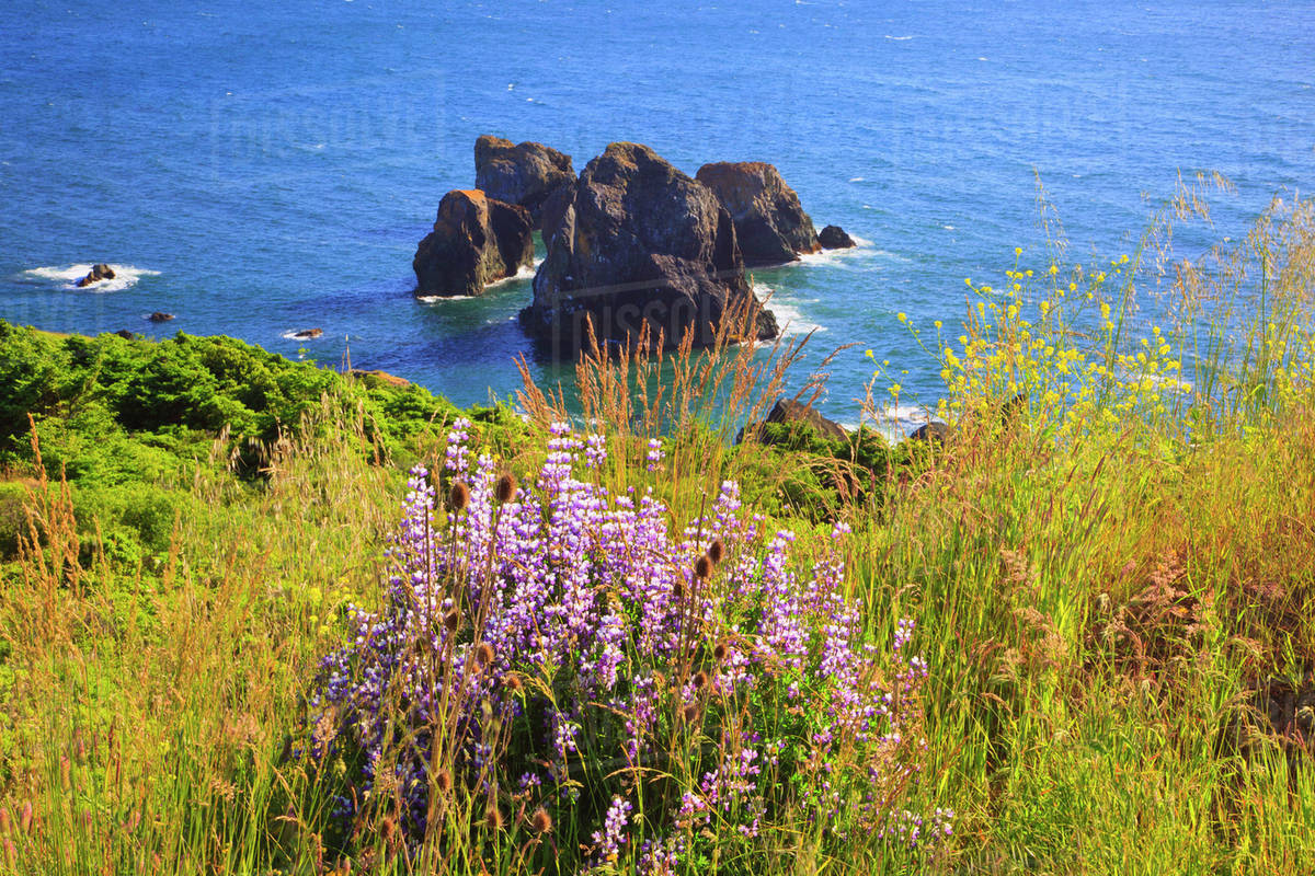 Wildflowers And Afternoon Light Add Beauty To Rock Formations At Humbug ...