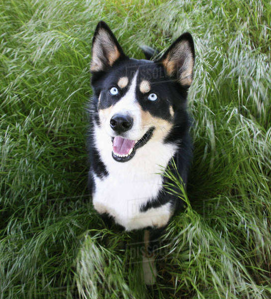 Piercing Eyes Of A Dog; Newbrough, Northumberland, England - Royalty ...