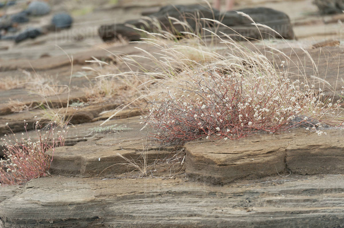 Layers Of Rock And Dry Grasses; Santiago Island, Galapagos, Equador ...