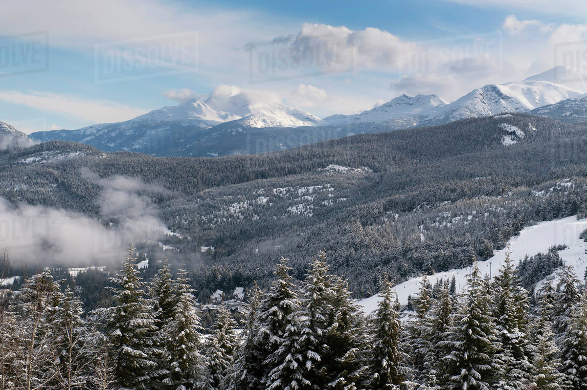 Snow Covered Trees In A Forest In The Foothills Of The Mountains ...