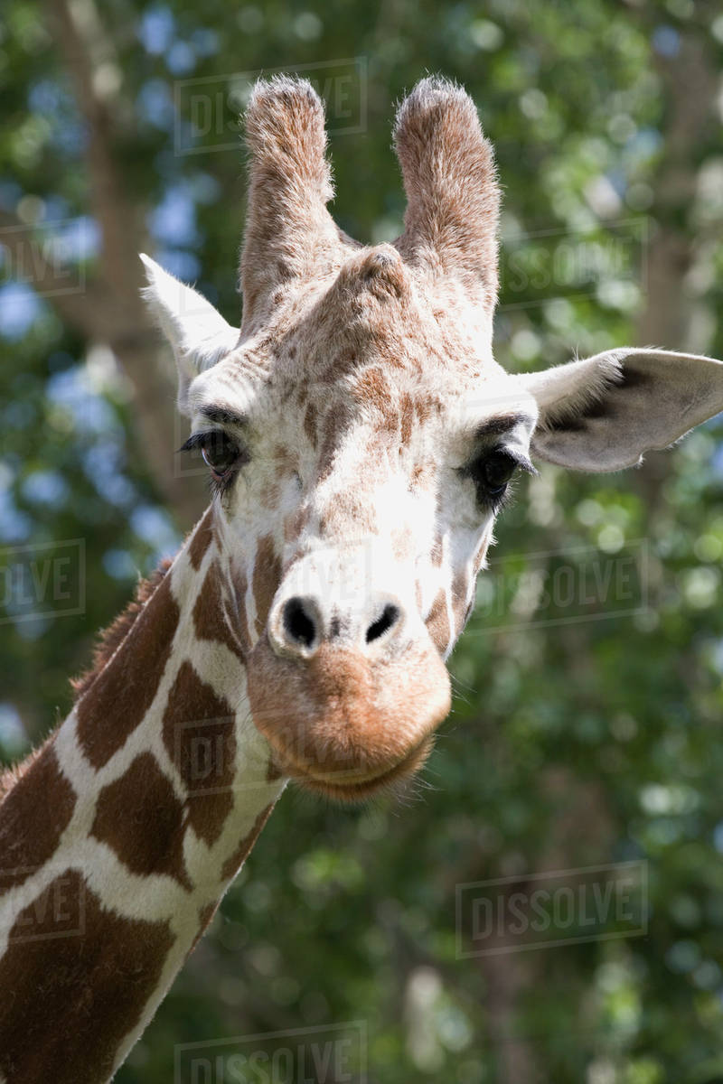 Close-Up Of A Giraffe's (Giraffa Camelopardalis) Head And Face Looking ...