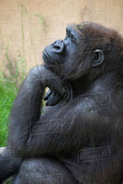 A Gorilla Sits In A Thinking Position With Chin Resting On The Top Of ...