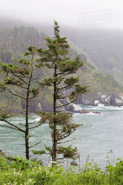 Two Trees On The Edge Over The Ocean With A Rocky Coastline In The ...