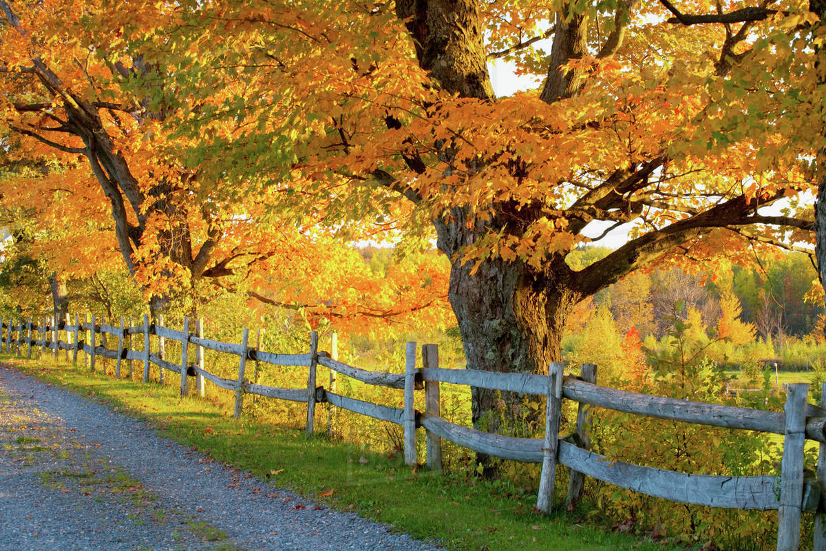 Trees In Autumn Colours And A Fence Line A Road; Lawrenceville, Quebec ...