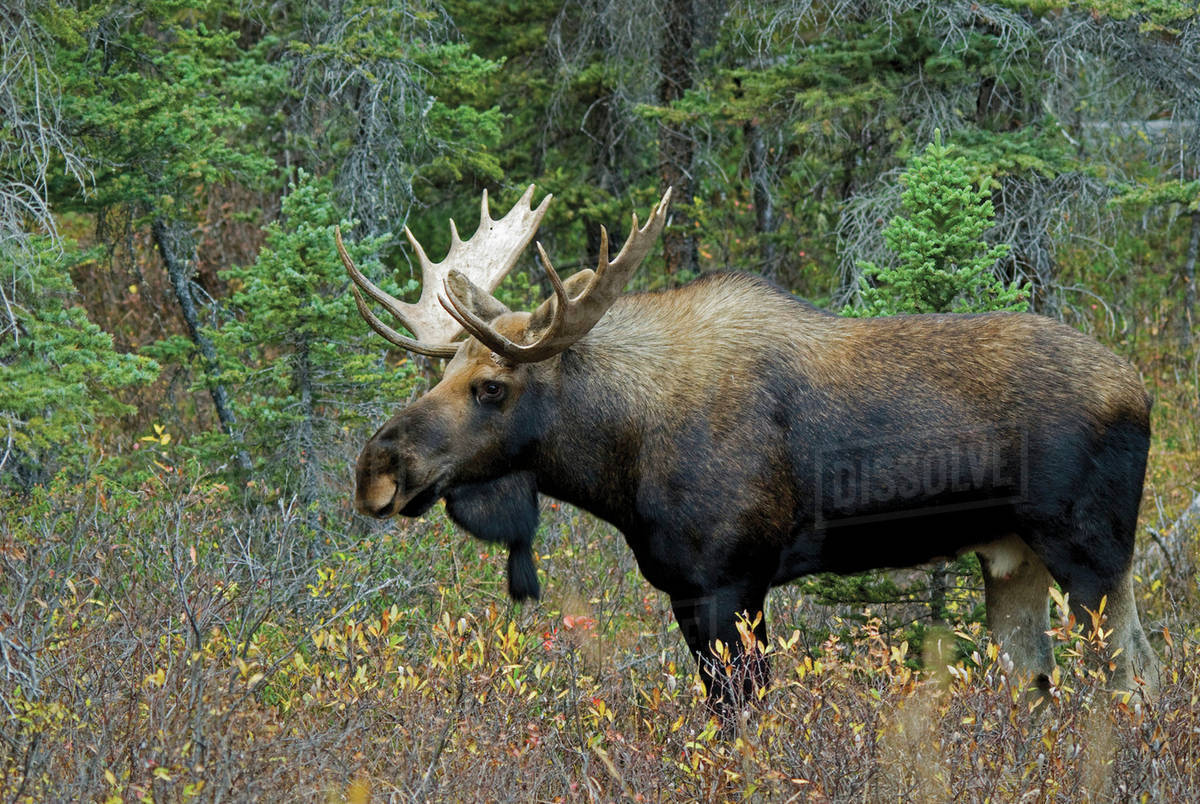 Moose (Alces Alces) In A Forest; Alberta, Canada - Stock Photo - Dissolve