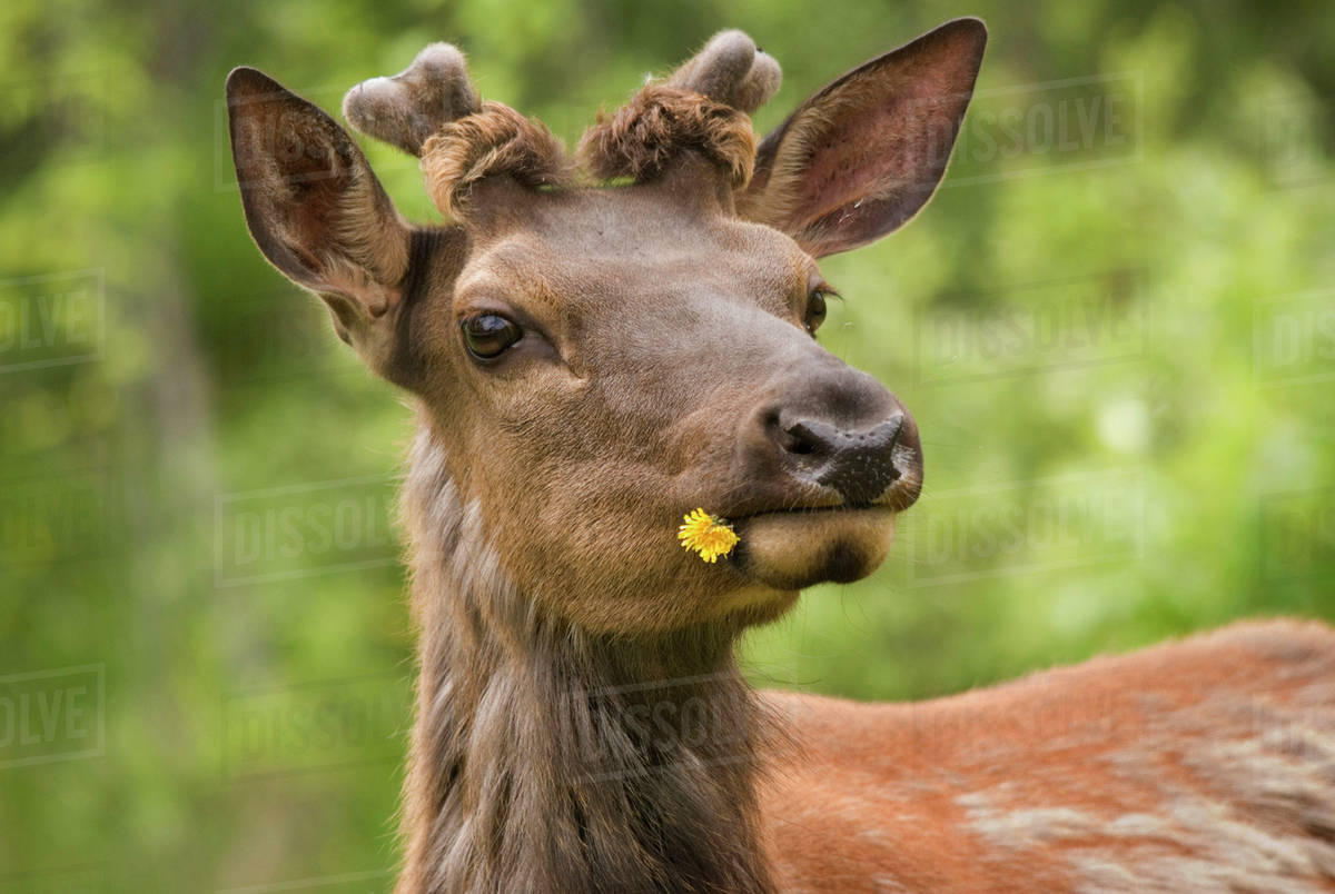 Elk (Cervus Canadensis) With Dandelion In It's Mouth In Prince Albert ...