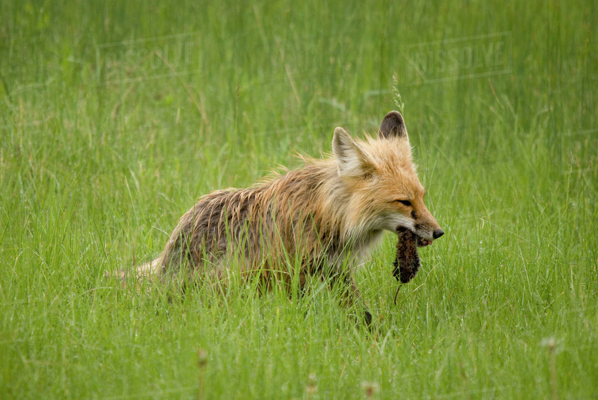 Red Fox (Vulpes Vulpes) With Prey In It's Mouth In Prince Albert ...