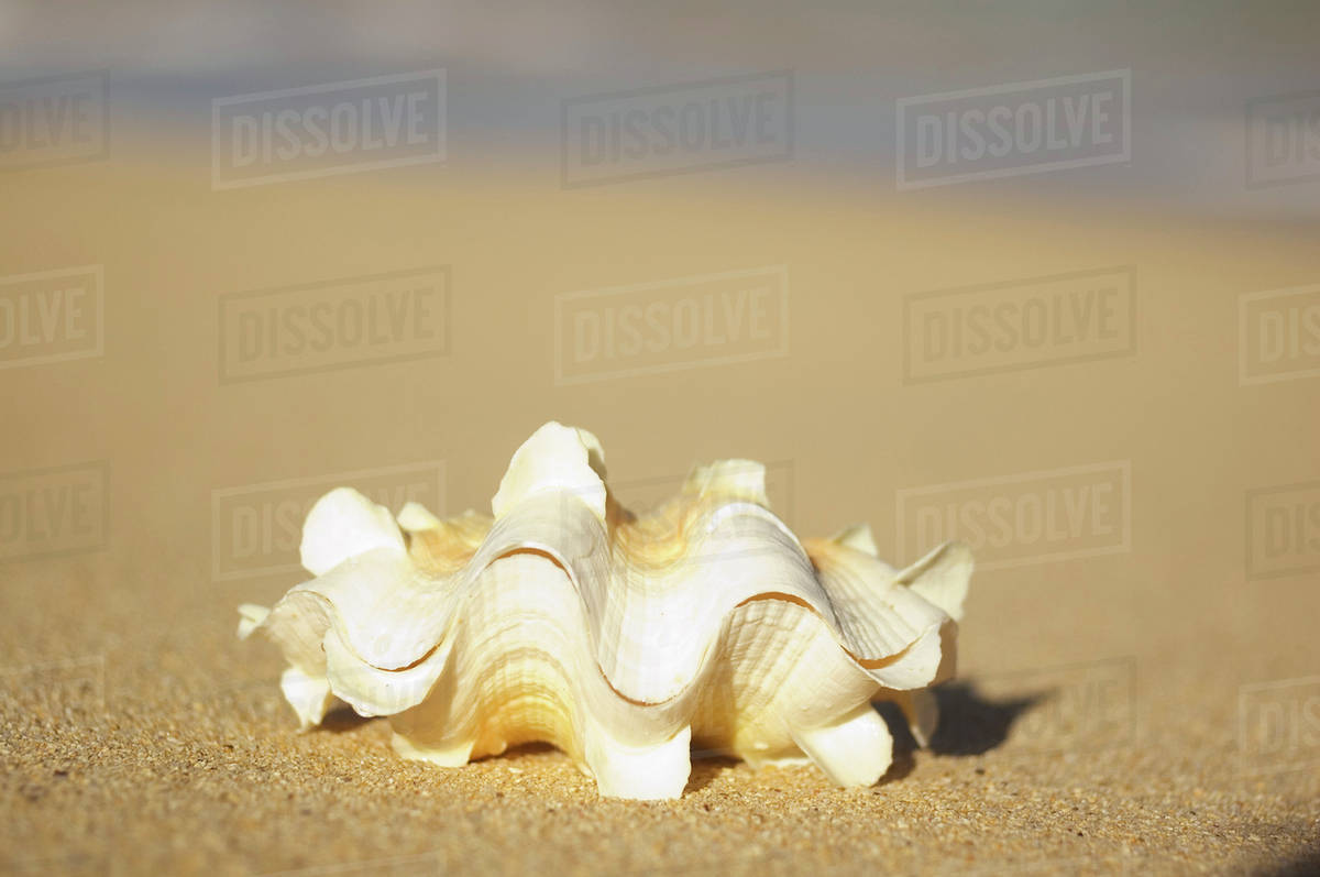 Frilly White, Yellow And Orange Clam Shell Laying On Sand. - Royalty ...