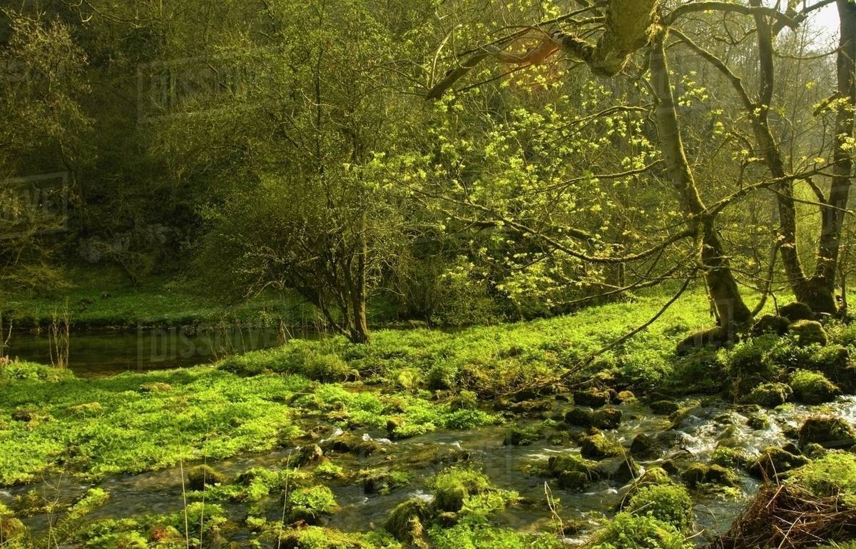 Cressbrook, Derbyshire, England; River Wye In Peak District National ...