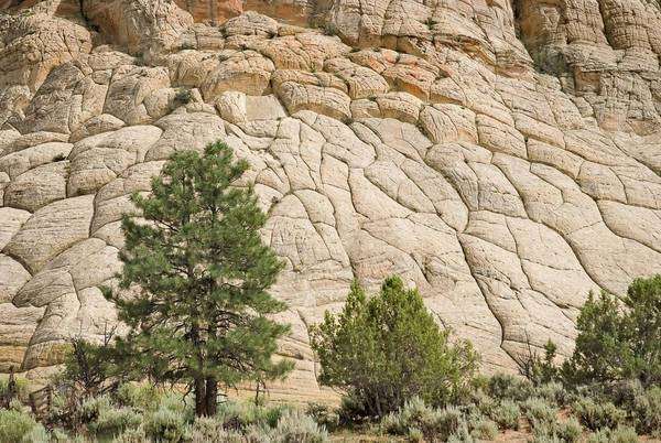 Utah, United States Of America; Cross-Bedded Sandstone On A Petrified ...