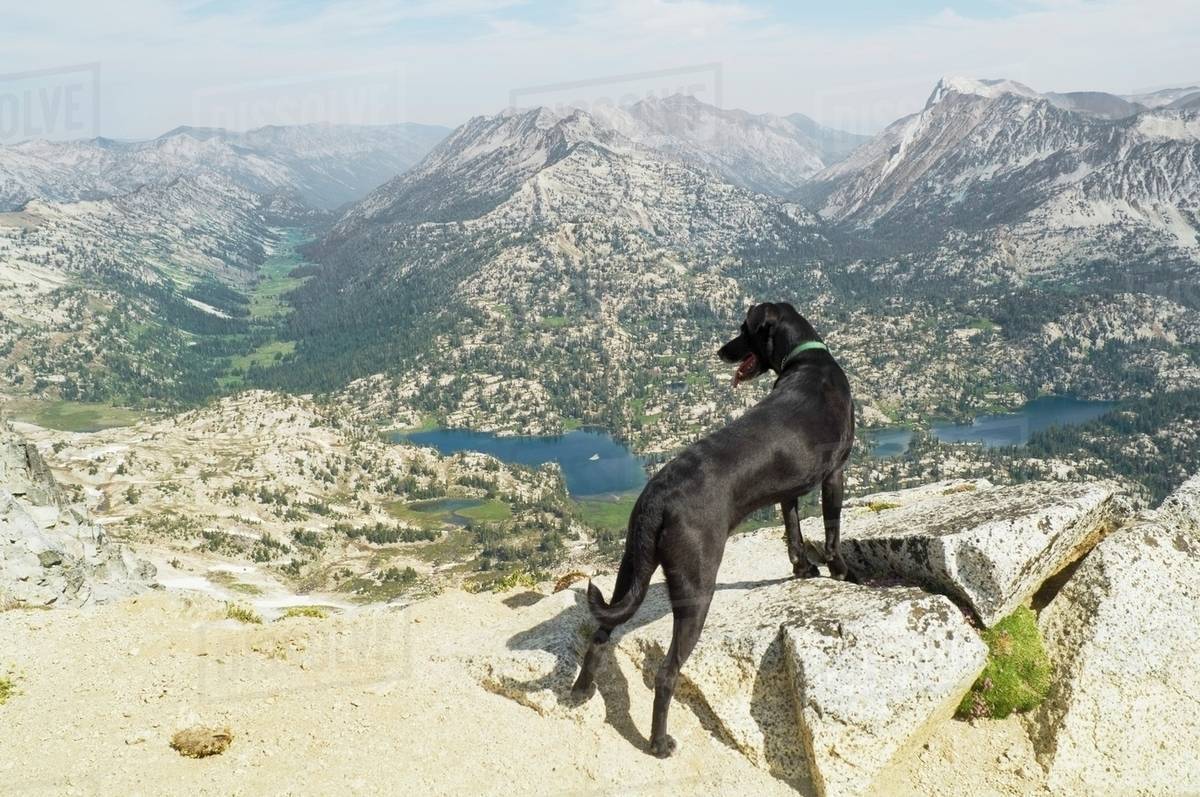 Eagle Cap Wilderness, Oregon, United States Of America; A Dog On The ...