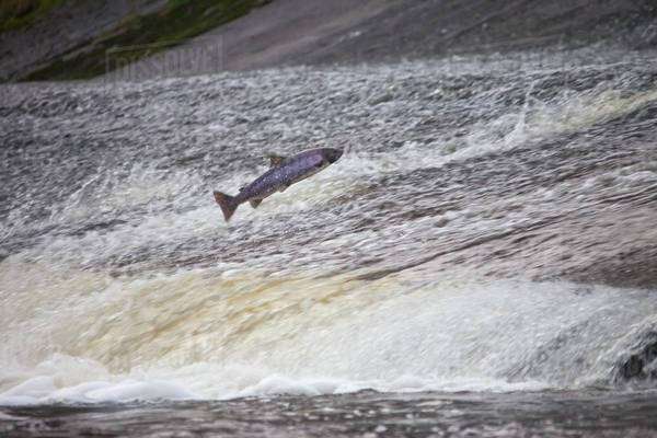A Fish Jumping Upstream In The Water - Royalty-free Stock Photo | Dissolve