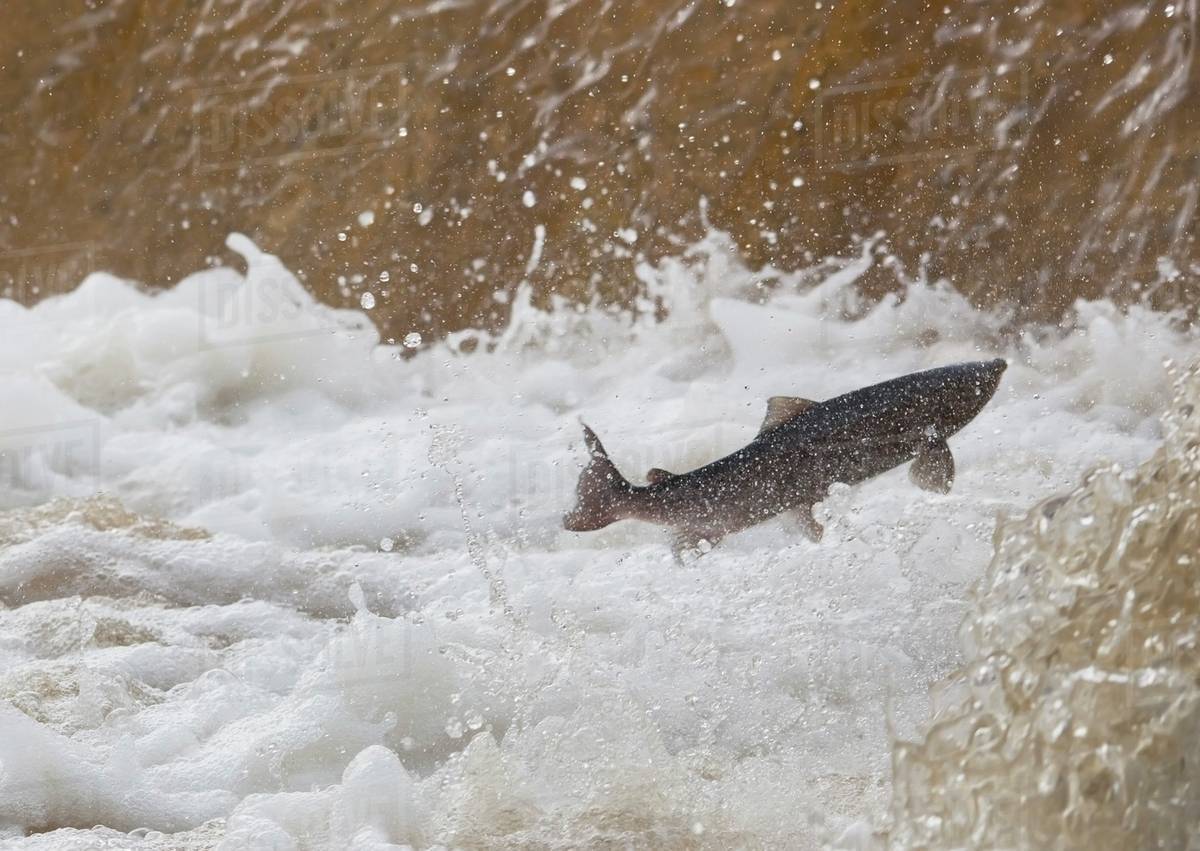 Fish Jumping Upstream In The Water - Stock Photo - Dissolve