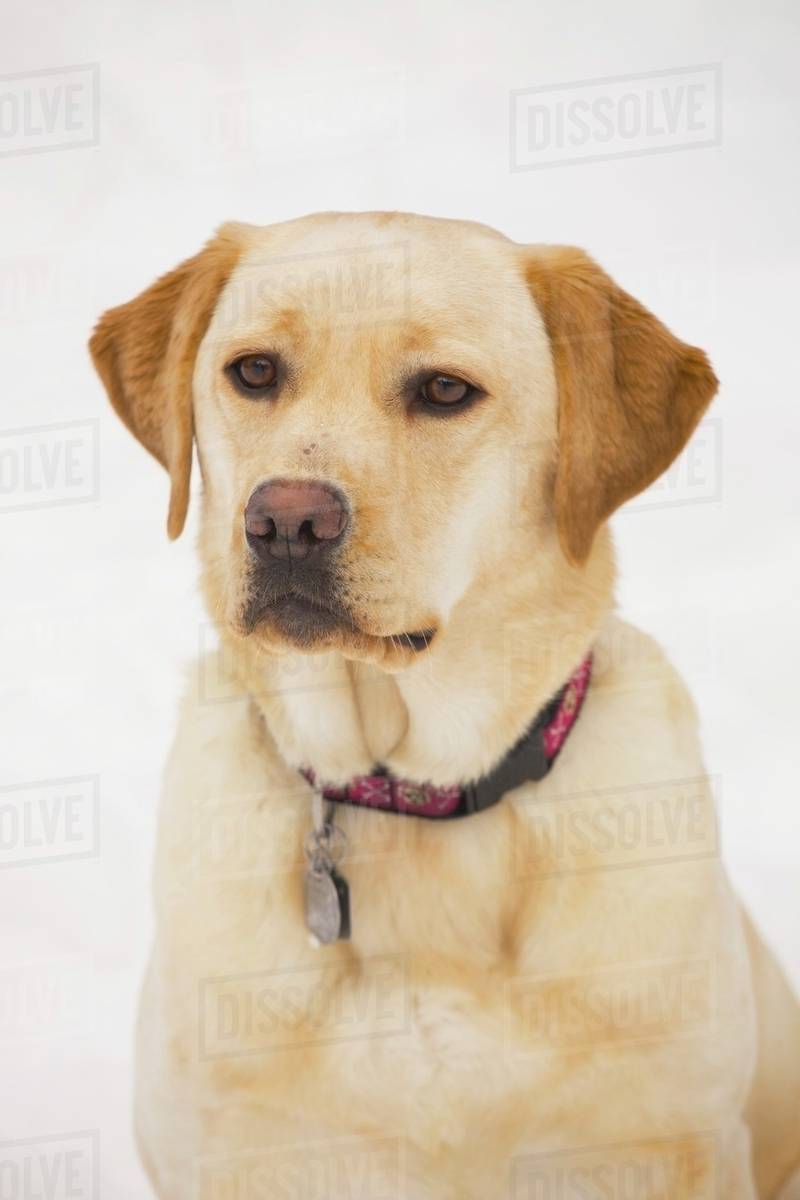 Golden Labrador Retriever Dog - Royalty-free Stock Photo | Dissolve