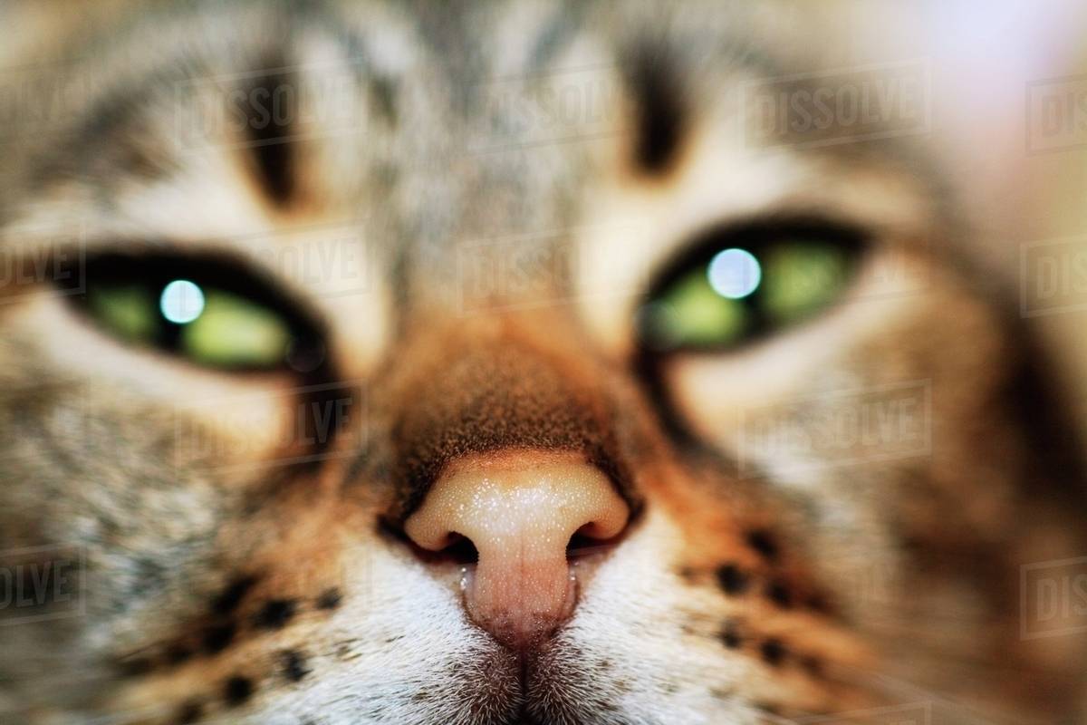 A Cat's Face - Royalty-free Stock Photo | Dissolve