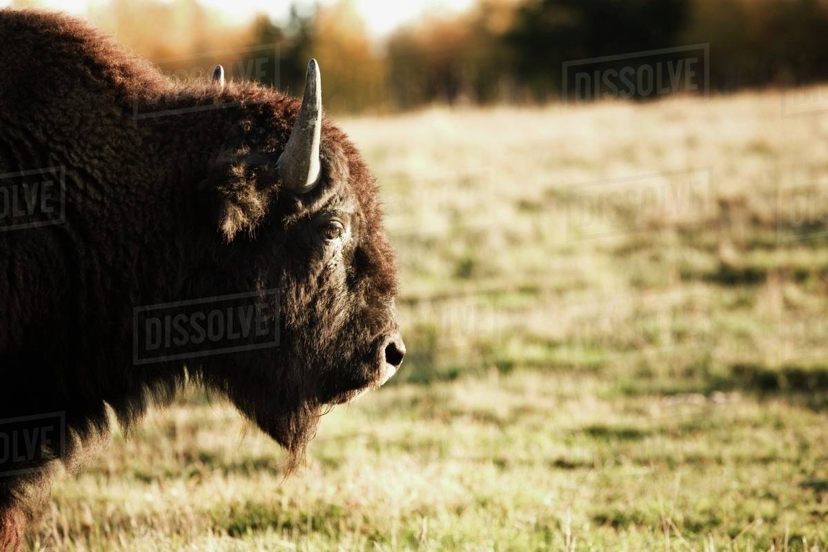 Alberta, Canada; Buffalo - Royalty-free Stock Photo | Dissolve