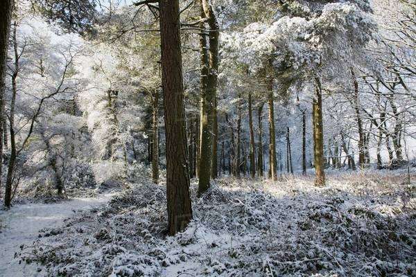 South Yorkshire, England; Snow On A Path In The Forest In Blacka Moor ...