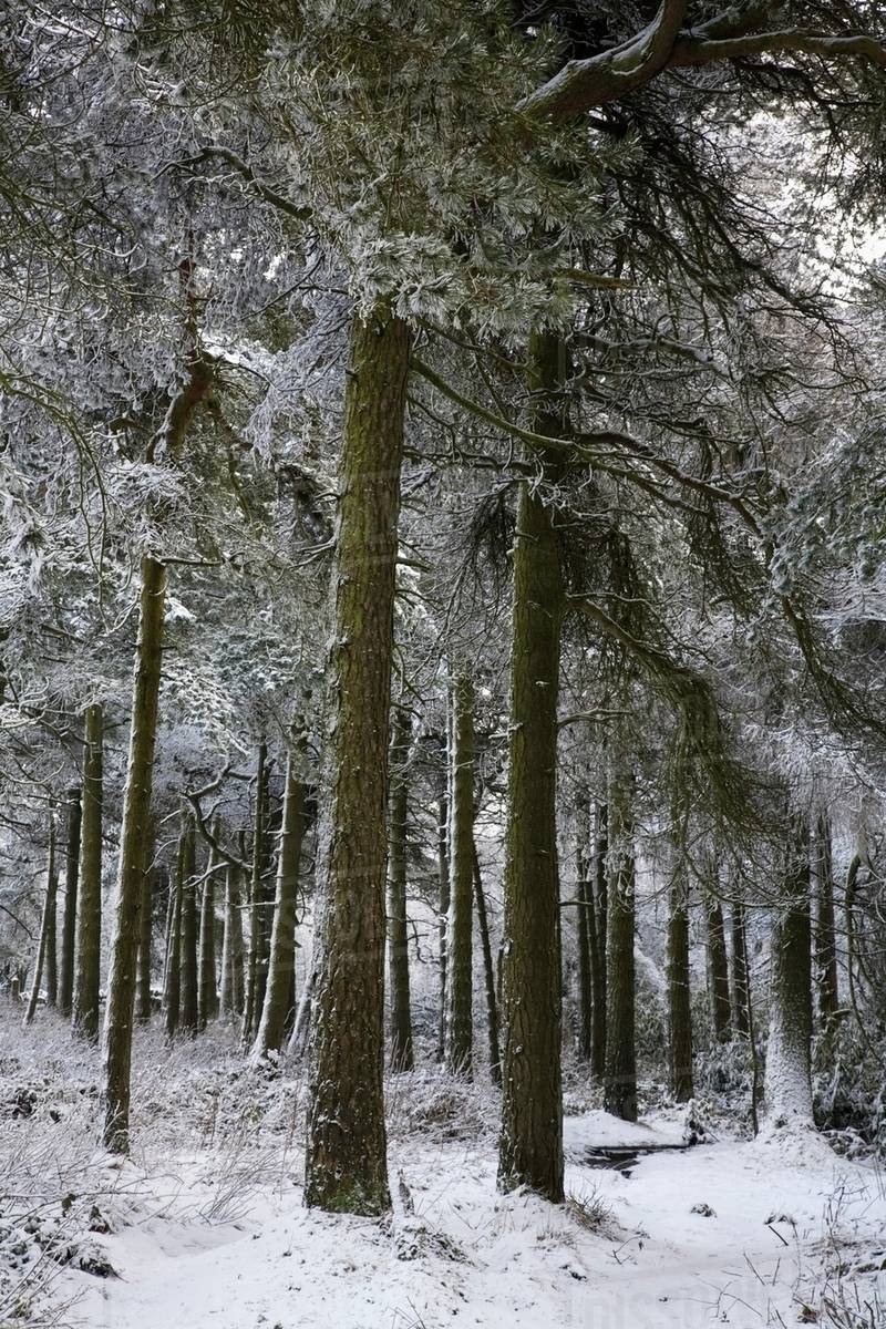 South Yorkshire, England; Snow On A Path In The Forest In Blacka Moor ...