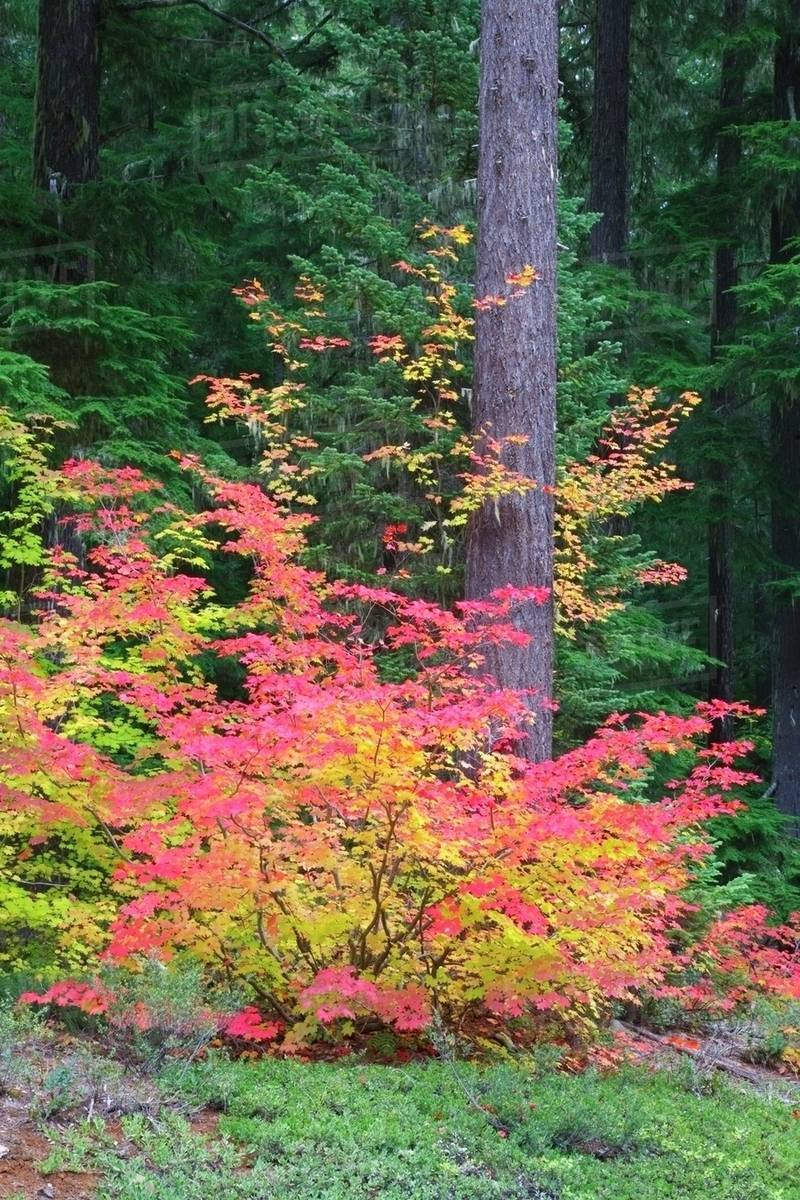 Oregon Cascades, United States Of America; Vine Maple (Acer Circinatum ...
