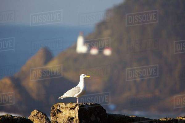 Oregon, United States Of America; A Bird Sits On A Rock With Heceta ...