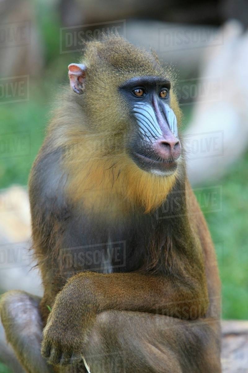 Buenos Aires, Argentina; Mandrill (Mandrillus Sphinx), From Nigeria And ...