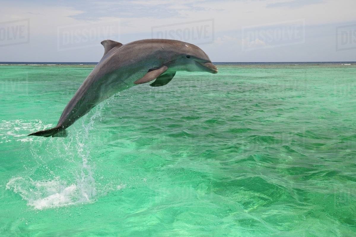 Roatan, Bay Islands, Honduras; A Bottlenose Dolphin (Tursiops Truncatus) Jumping Out Of The ...