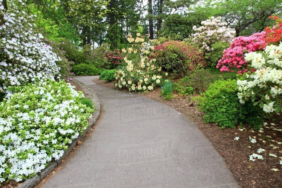 Portland, Oregon, United States Of America; Spring Flowers Along A Path ...