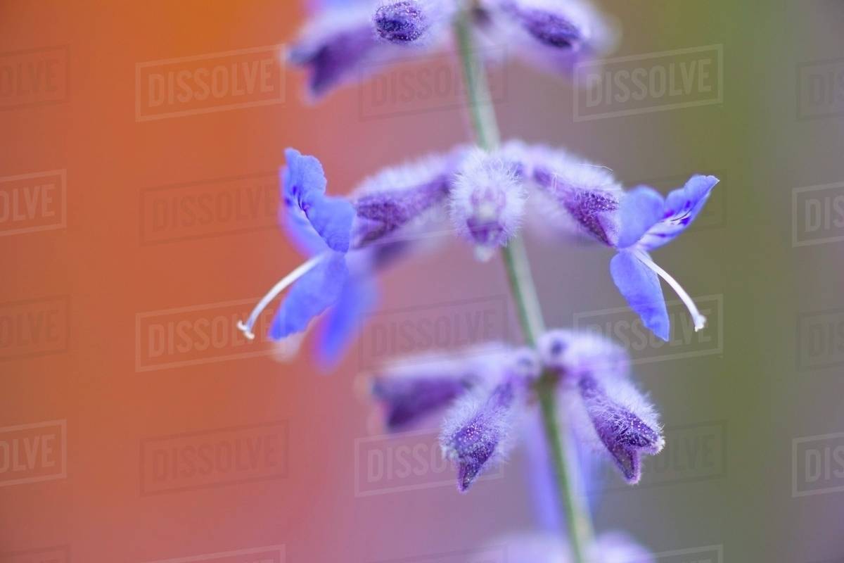Oregon, United States Of America; Closeup Of Small Blue Flowers - Stock ...