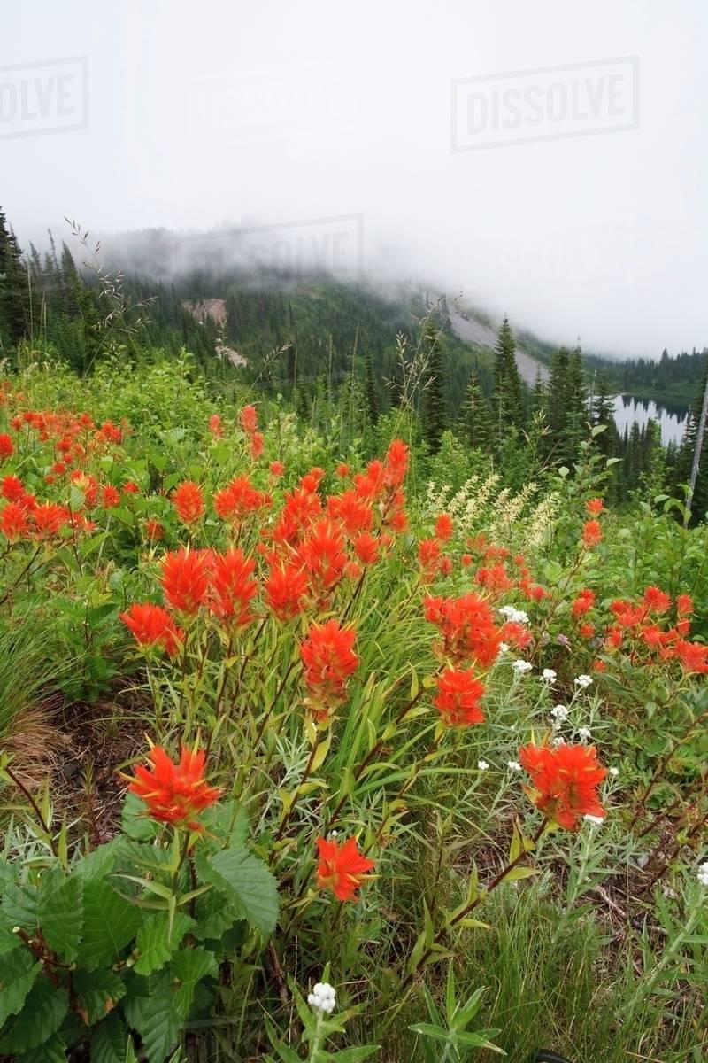 Washington, United States Of America; Wildflowers In A Meadow In Mt ...