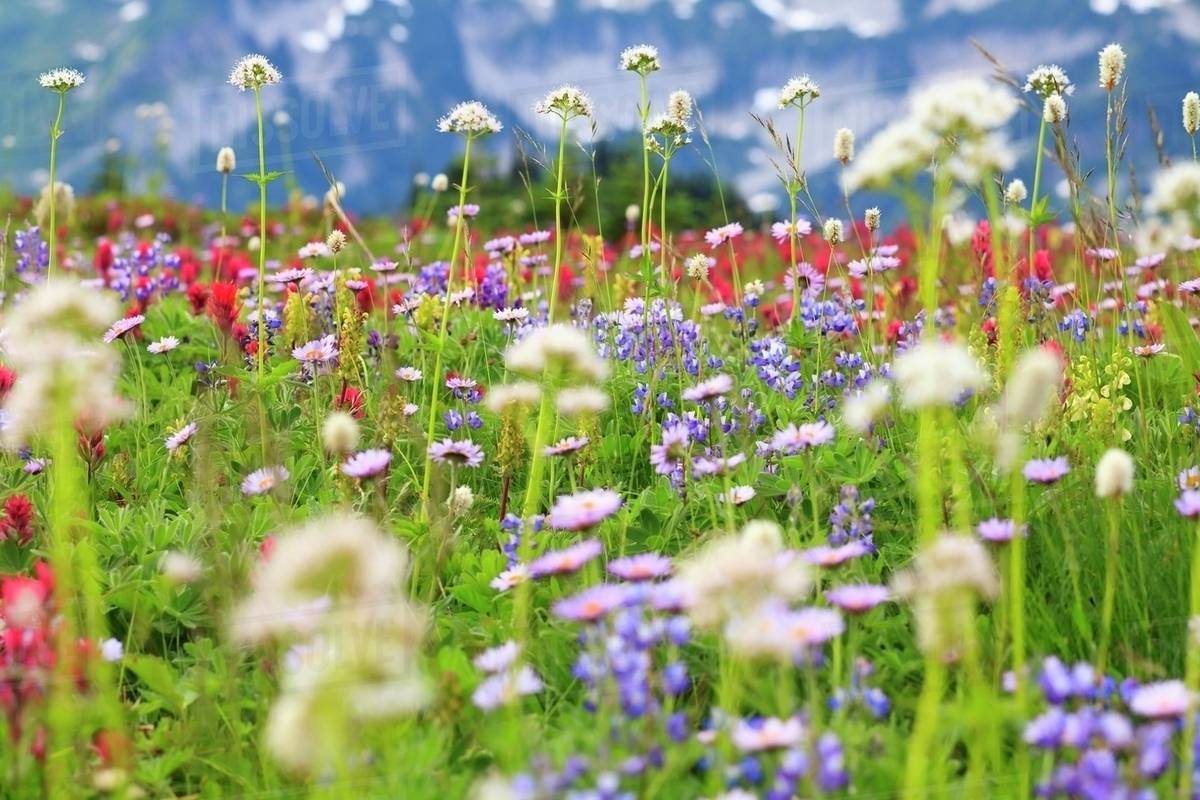 Washington, United States Of America; Wildflowers In A Meadow In Mt ...