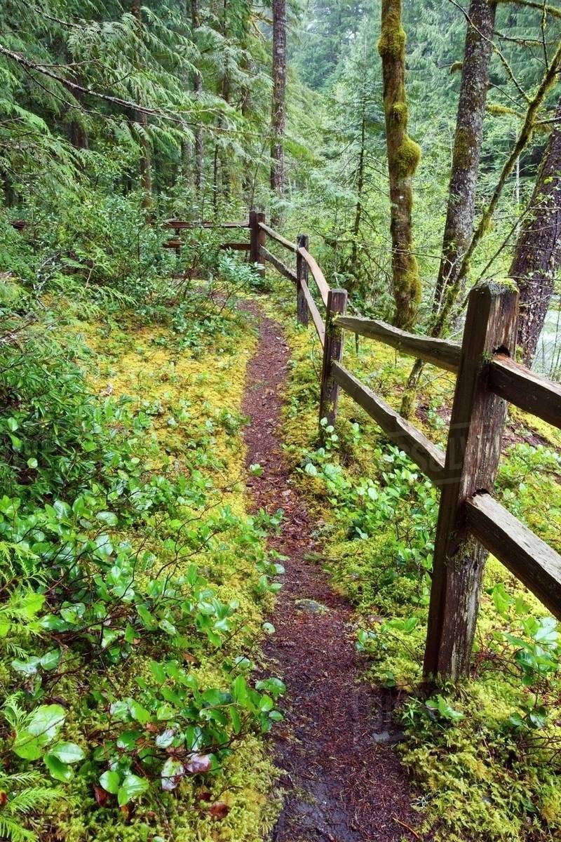 A Trail And Fence Going Through Mount Hood National Forest; Oregon, Usa ...