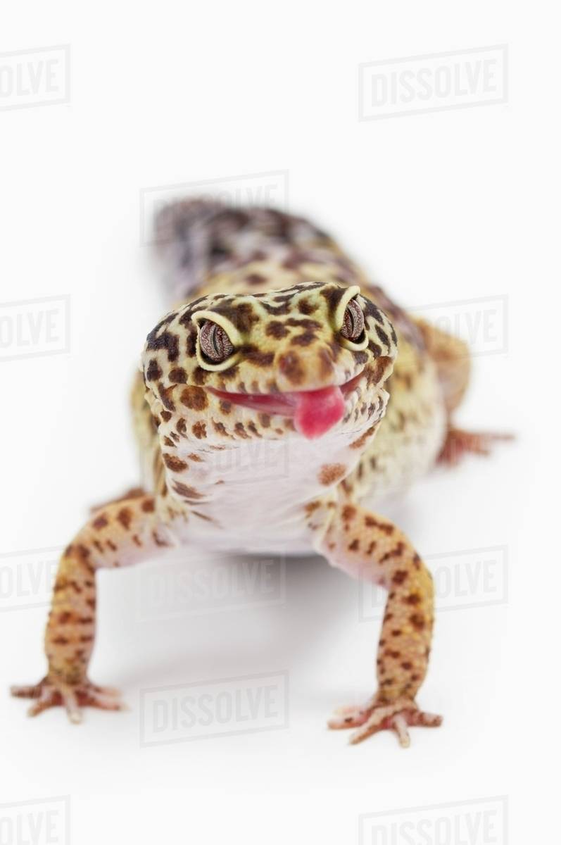 Leopard Gecko (Eublepharis Macularius) Sticking Out It's Tongue ...