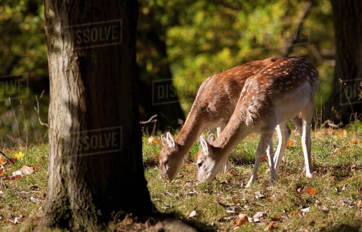Two Deer (Cervidae) Grazing On The Grass By A Tree; North Yorkshire ...