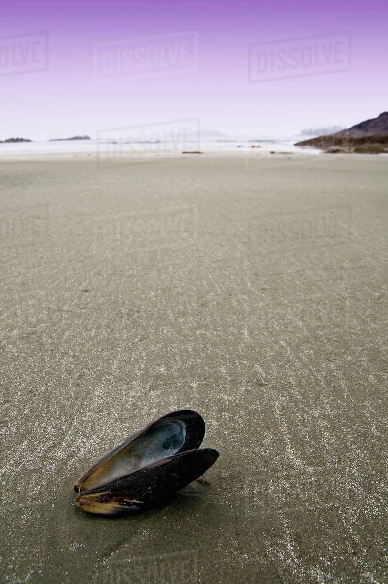 An Open Shell On A Beach With A Purple Sky At Sunset; Tofino, British ...