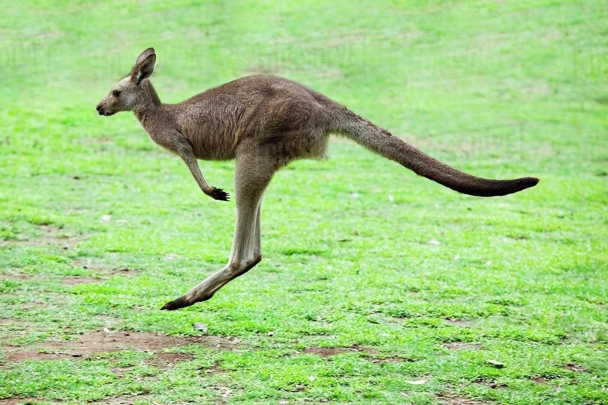 A Kangaroo (Marsupial) Hopping; Gold Coast Hinterland, Queensland ...